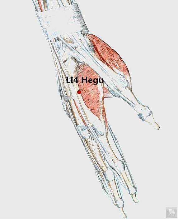 LI 4 (Hegu/Hégǔ, 合谷)
