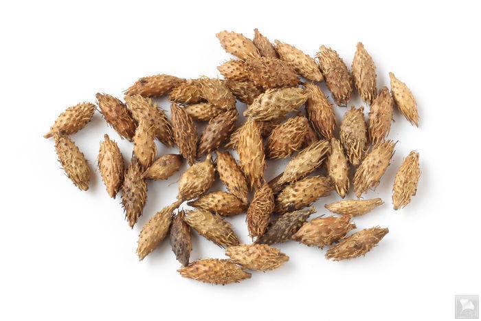 Fructus Xanthii (cang er zi/ cāng ĕr zĭ 苍耳子)