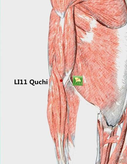 LI 11 (Quchi/Qūchí, 曲池)